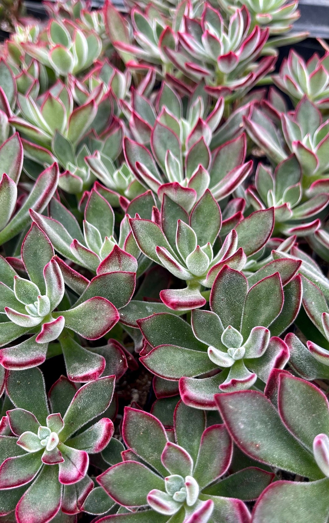 Echeveria Red Devotion Succulent Plant - Etsy