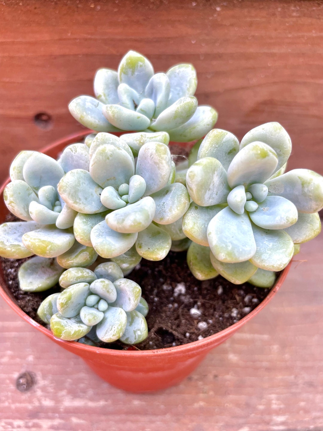 Sedum Clavitum Succulent Plant Cluster - Etsy