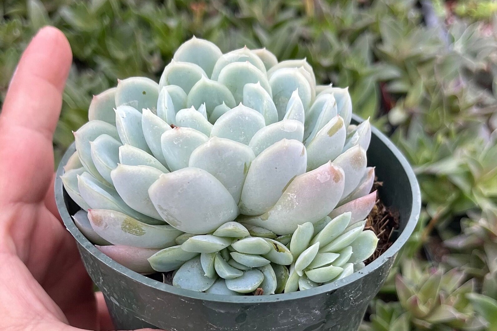 Echeveria Raspberry Ice | Pink Succulent Rosette | Rare Pastel ...