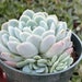 Echeveria Raspberry Ice | Pink Succulent Rosette | Rare Pastel ...