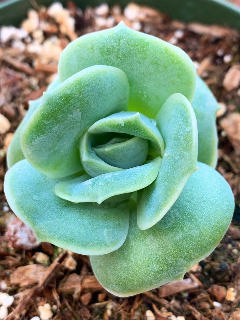 Rare Graptoveria Echeveria Lovely Rose Rare - Etsy