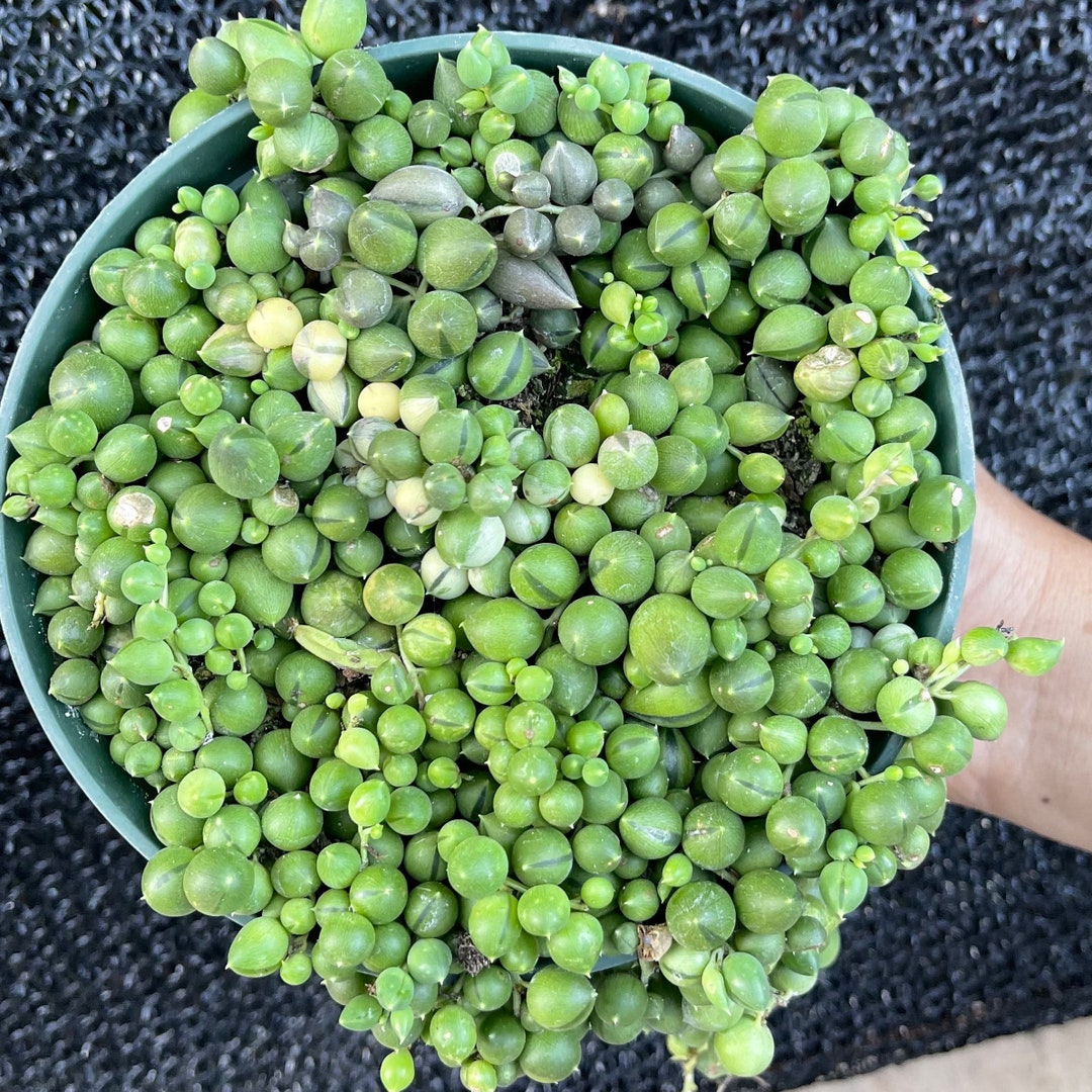 String of Pearls Succulent Plant - Etsy