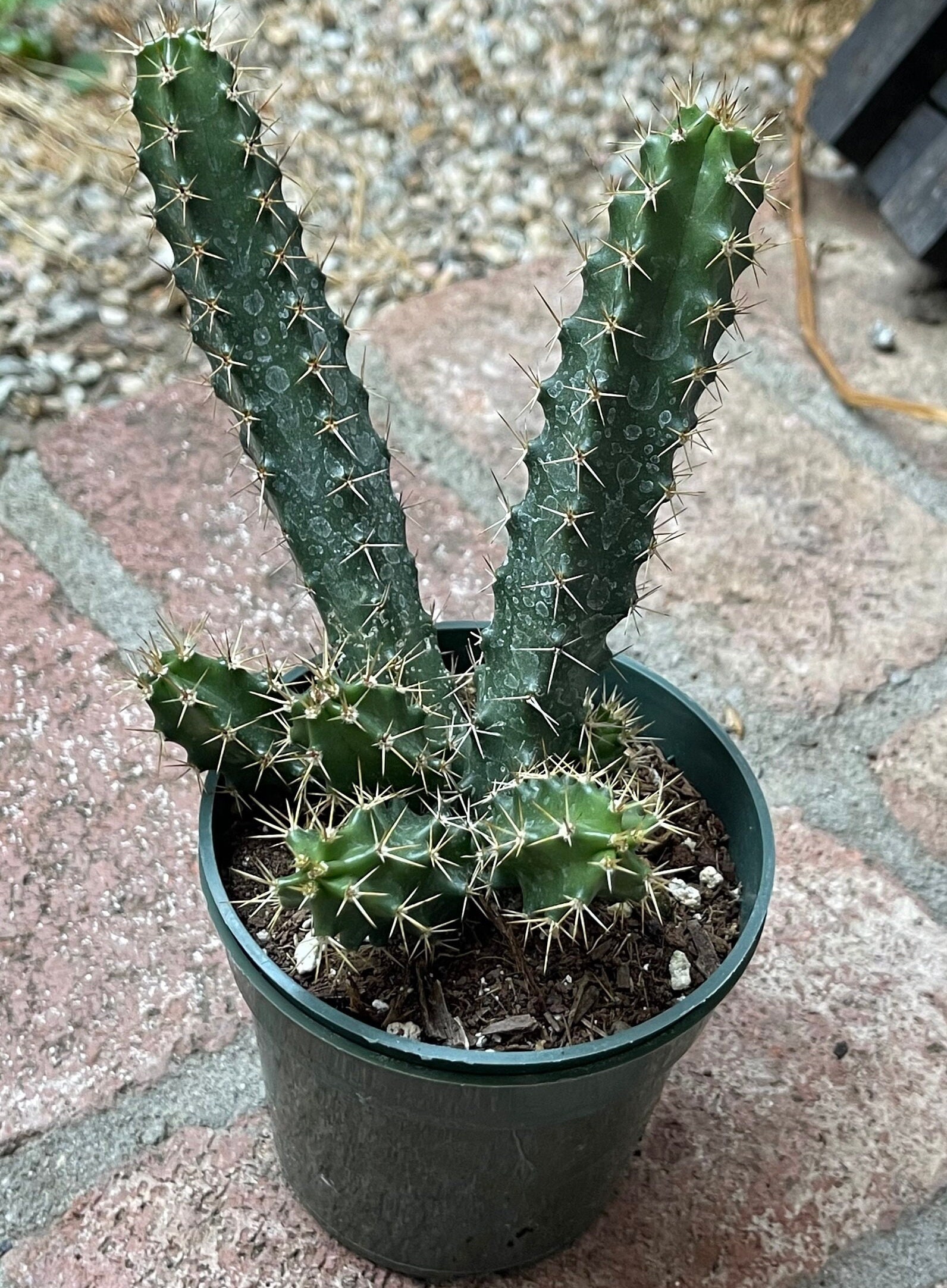 Cactus Lady Finger 'echinocereus Pentalophus' Live Plant Cactus Indoor ...