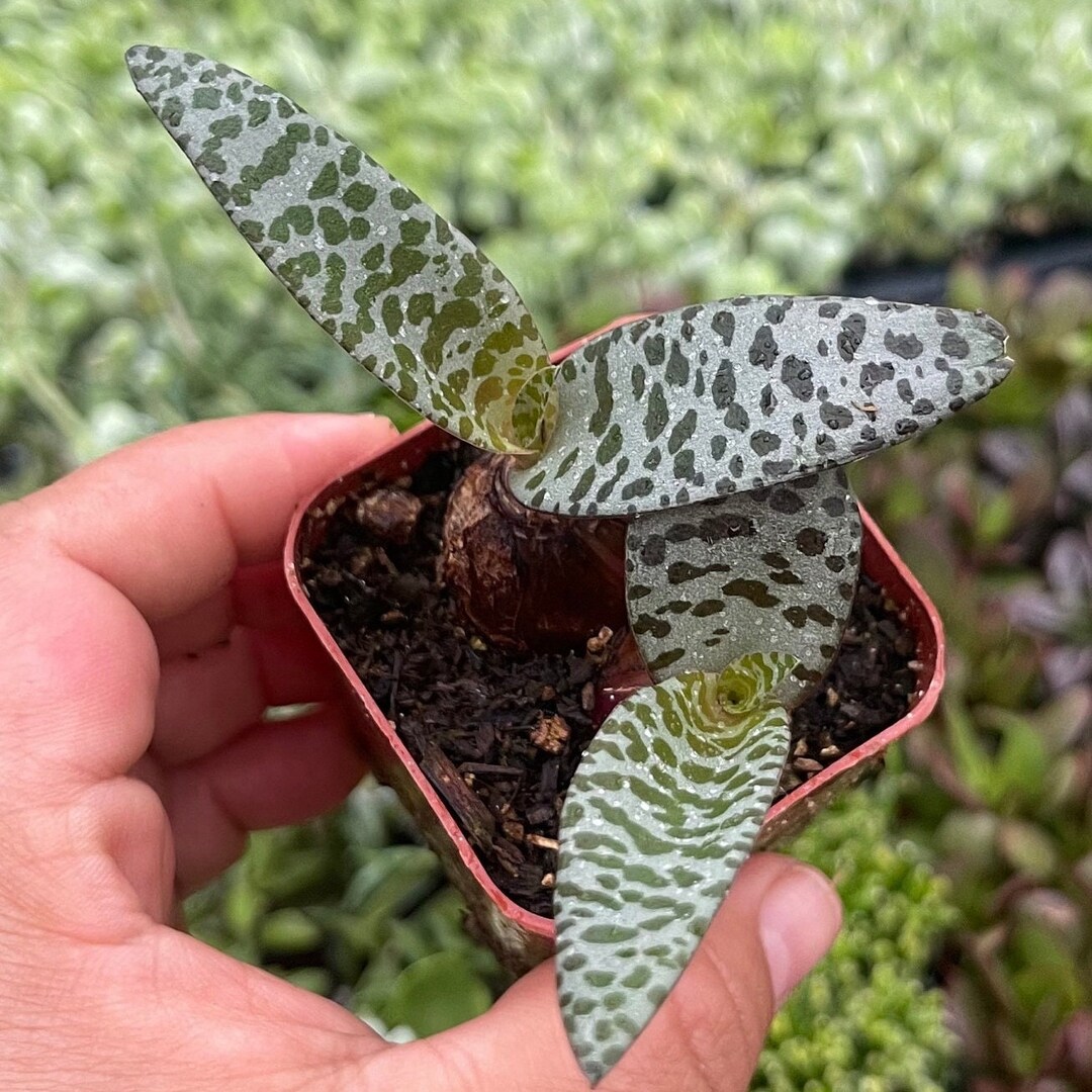 Ledebouria Socialis 'silver Squill' Plant - Etsy