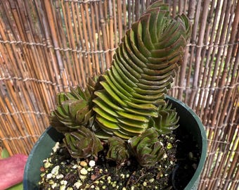 Buddha's Temple, Red Padgoda Succulent Seeds 20 Pcs, Crassula Capitella ...