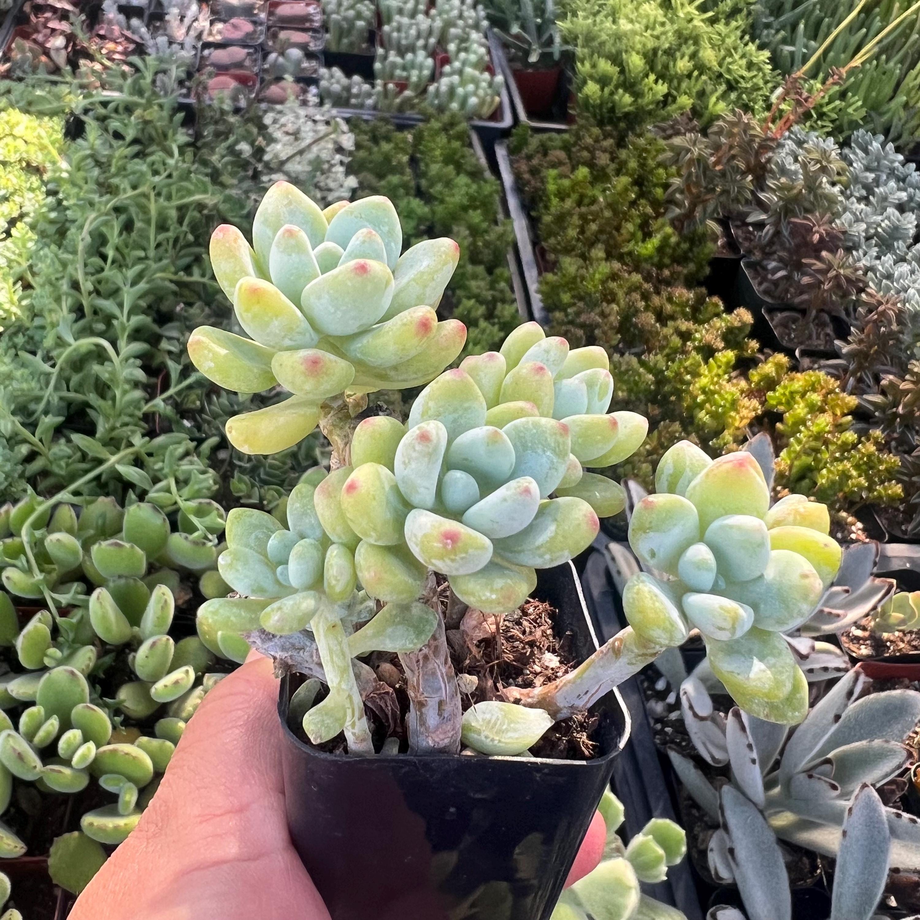 Sedum Clavitum Succulent Plant Cluster - Etsy