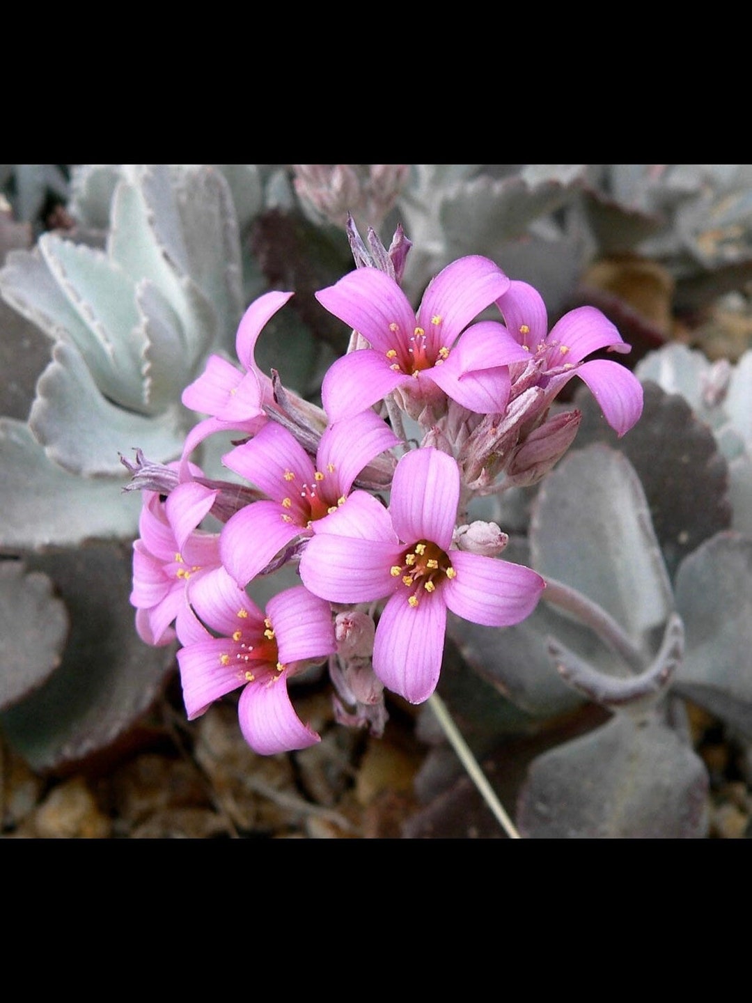 Kalanchoe Pumila 'flower Dust Plant' Succulent - Etsy
