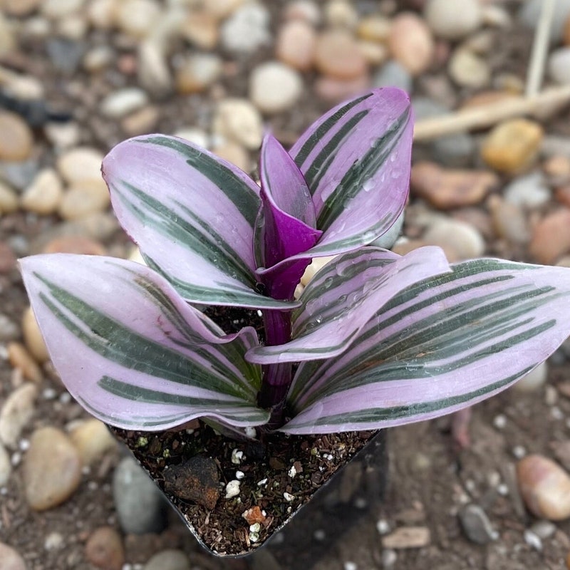 Nanouk Plant - Etsy