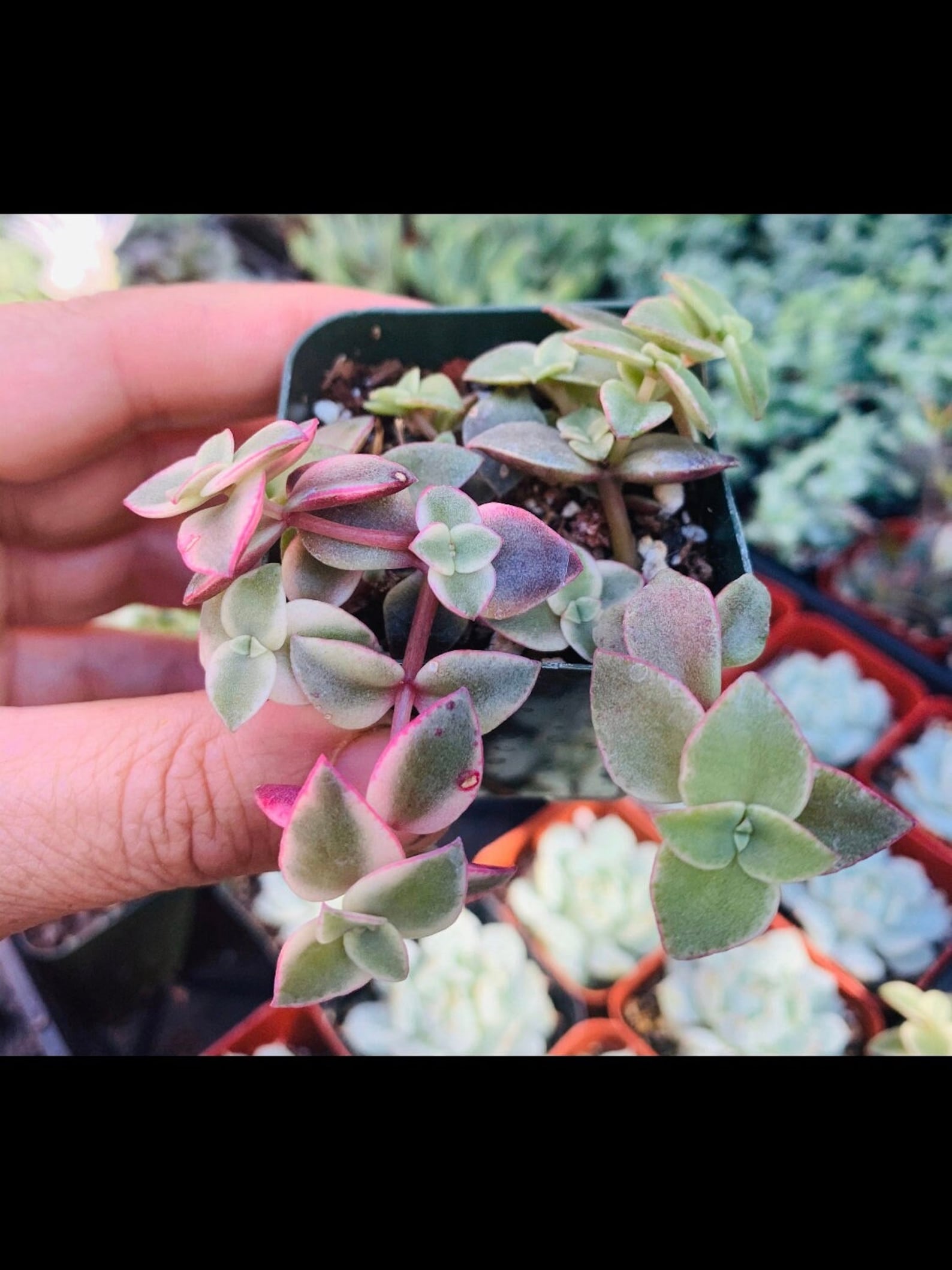 Crassula Pellucida Variegata/ Calico Kitten Succulent Plant - Etsy