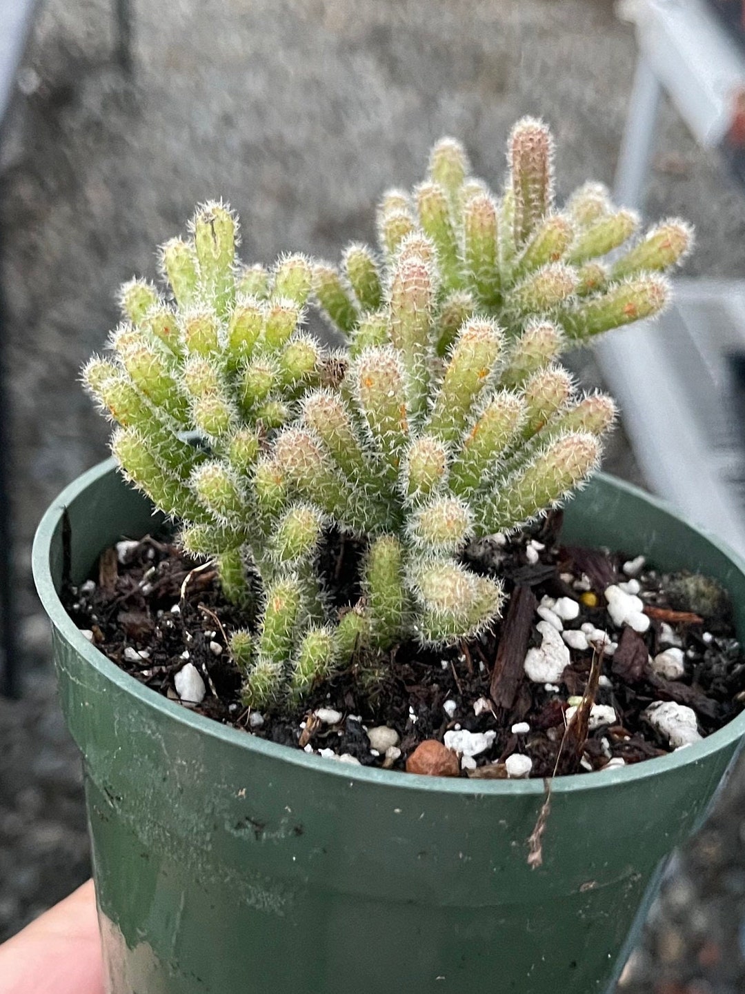 Mini Rat’s Tail Cactus - Etsy