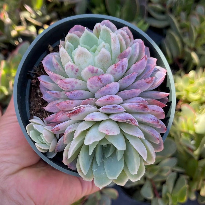 Echeveria Raspberry Ice | Pink Succulent Rosette | Rare Pastel ...