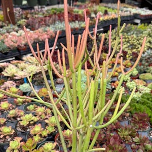 Euphorbia Tirucalli Fire Sticks Succulent Plant - Etsy