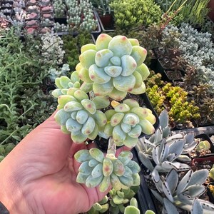 Sedum Clavitum Succulent Plant Cluster - Etsy