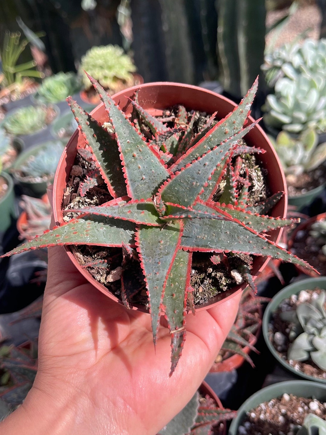 4 Aloe Pink Blush Succulent Plant - Etsy