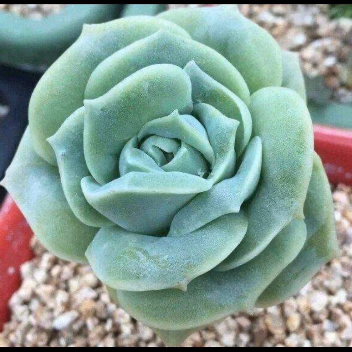 Rare Graptoveria Echeveria Lovely Rose Rare - Etsy