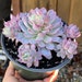 Echeveria Violet Queen Suculent - Etsy