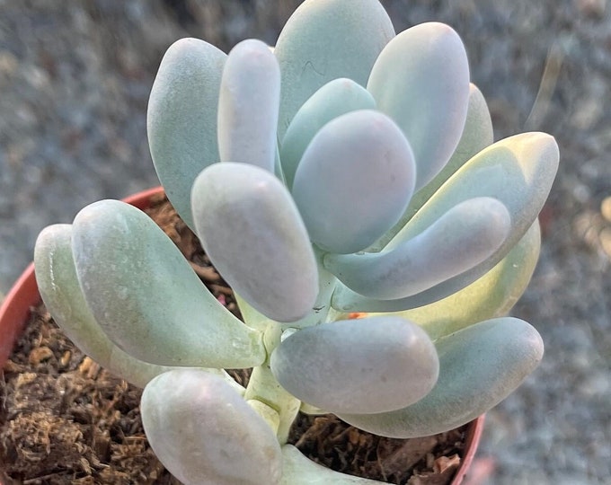 Moonstones PINK | 2 Inch | Pachyphytum Oviferum | Live Succulent Plant ...