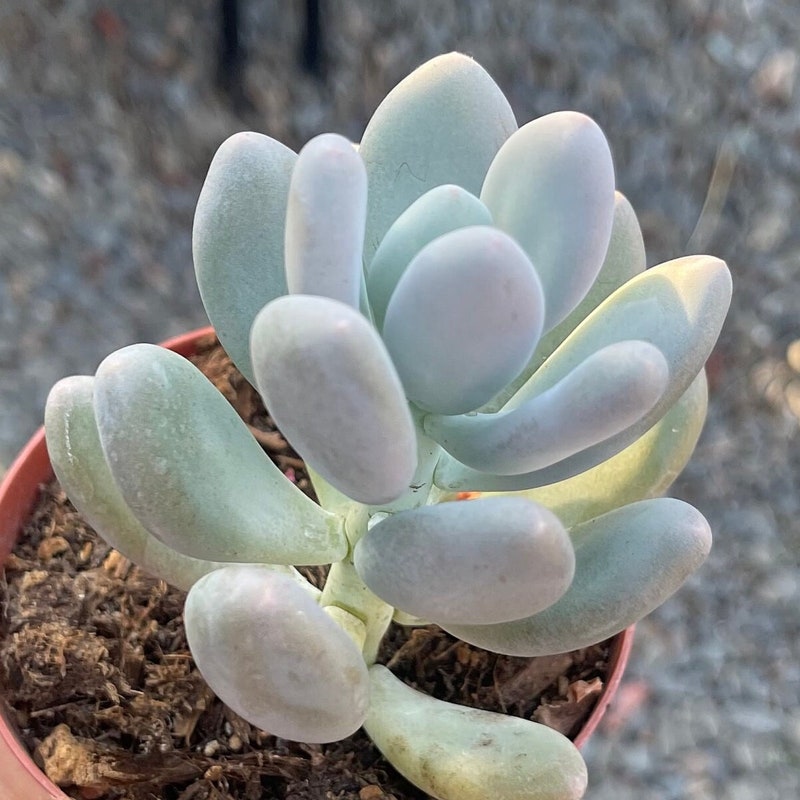 Pachyphytum - Etsy