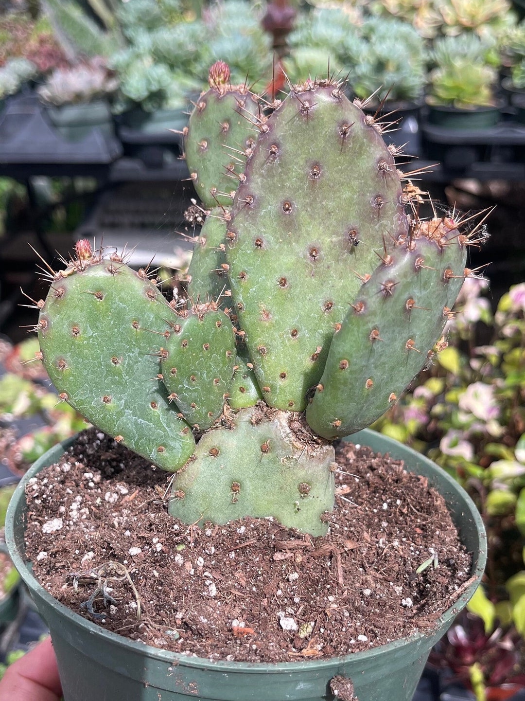 6'' Opuntia Santa Rita Purple Prickly Pear Cactus - Etsy