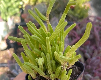 RARE | Crassula Tabularis Pagoda Village - Succulent Plant 2" Pot - Etsy