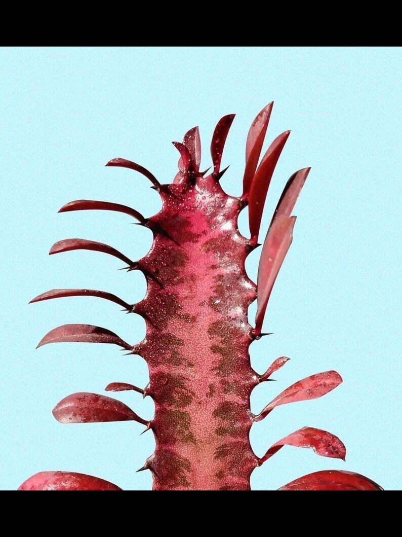 Euphoria Trigona Rubra royal Red. Measures Aprox 6-9 Inches - Etsy