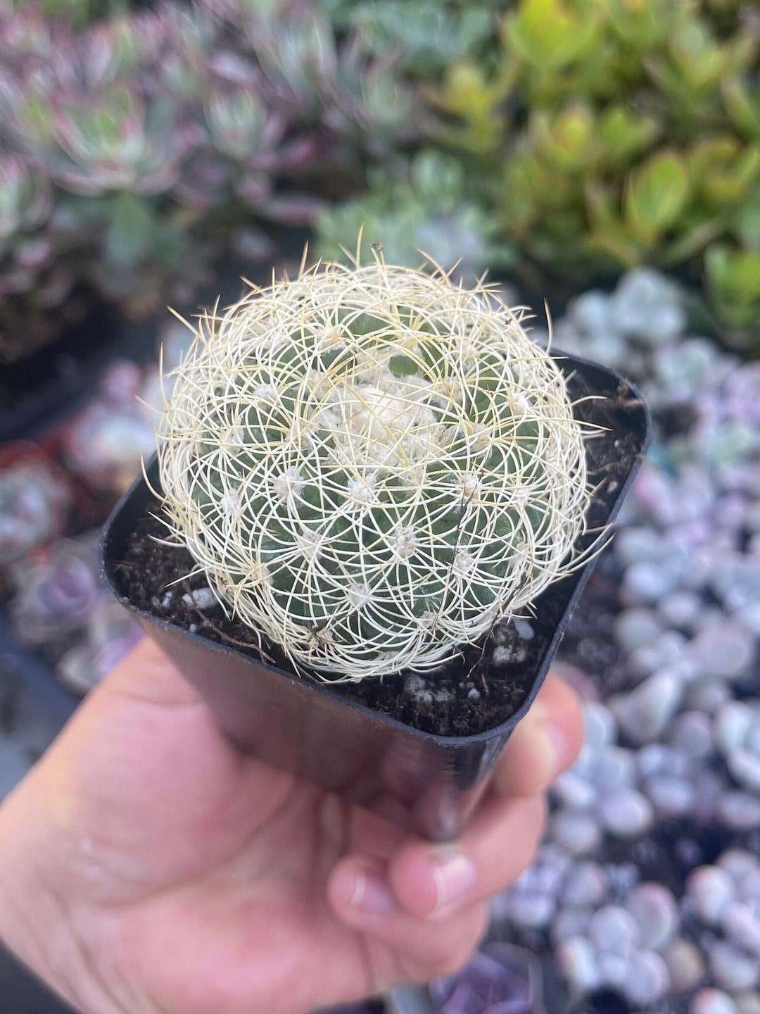 3 Discocactus Araneispinus - Etsy