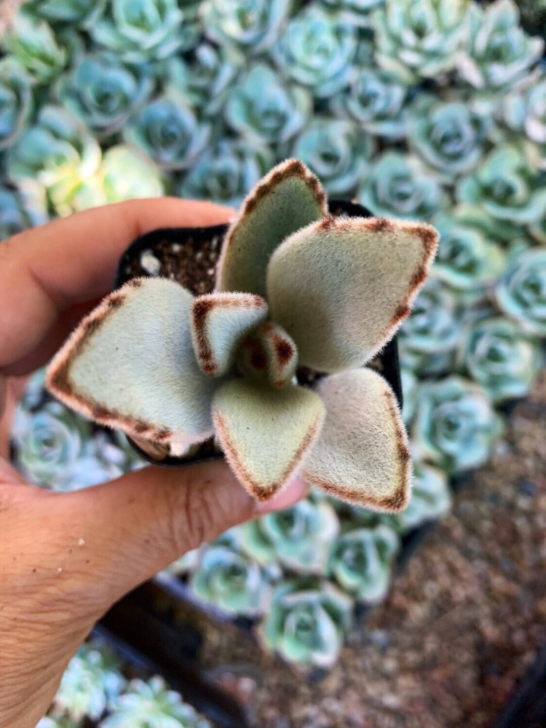 Kalanchoe Tomentosa Panda Succulent Plant - Etsy