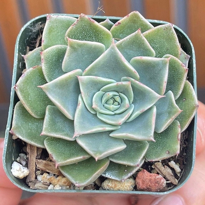 2” Graptopetalum Bellum // Tacitus Bellus - Etsy