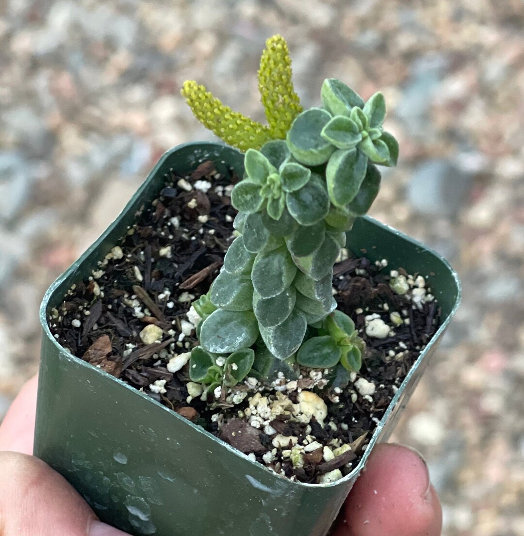 Peperomia Columella Rare 2” Pot - Etsy