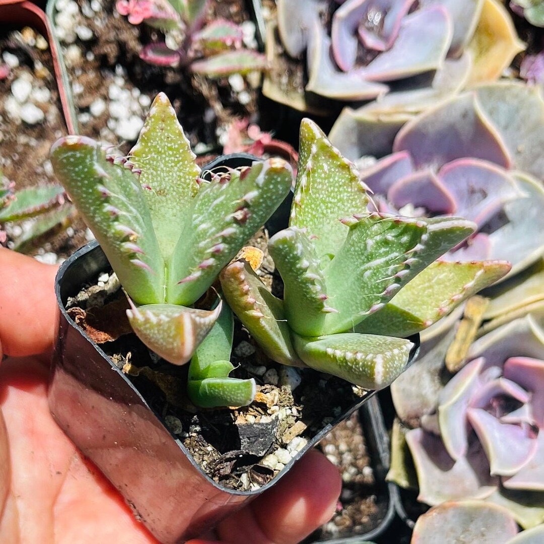 2” Faucaria Felina ‘tiger Jaw’ - Shark Jaw - Rare - Succulent Plant - Etsy