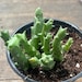 4'' Stapelia Lepida Orbea Lepida - Etsy