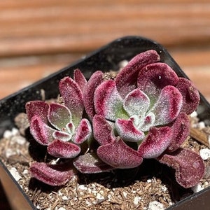 Echeveria Red Devotion Succulent Plant - Etsy