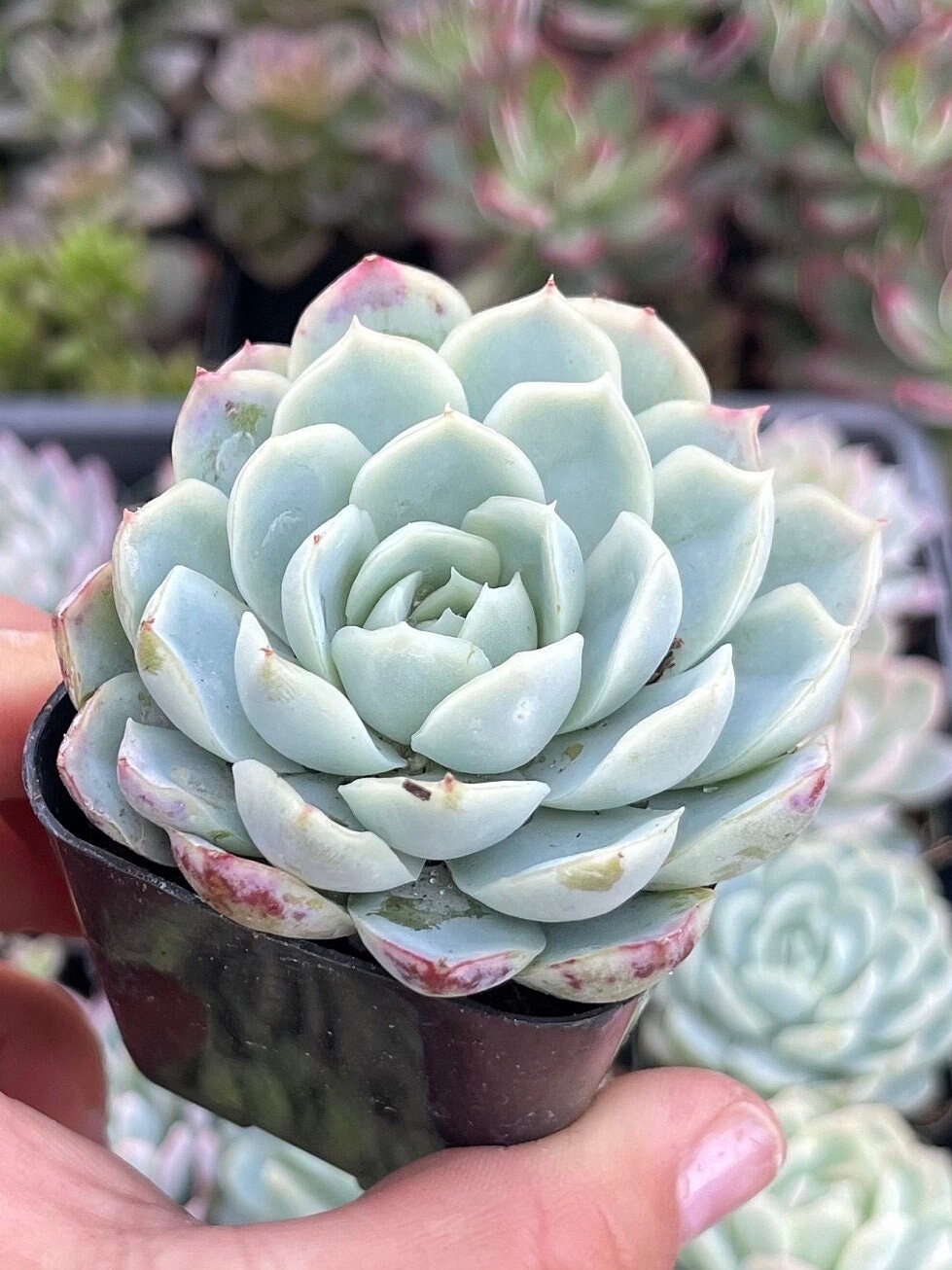 Echeveria Raspberry Ice | Pink Succulent Rosette | Rare Pastel ...