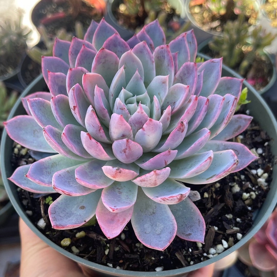 Echeveria Violet Queen Suculent - Etsy