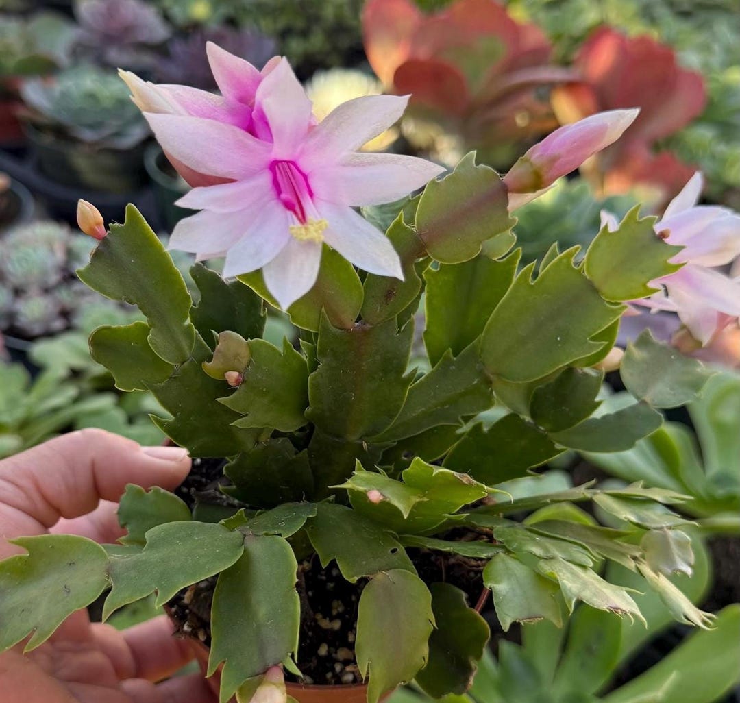 Thanksgiving Cactus (schlumbergera Bridgesii) - Etsy