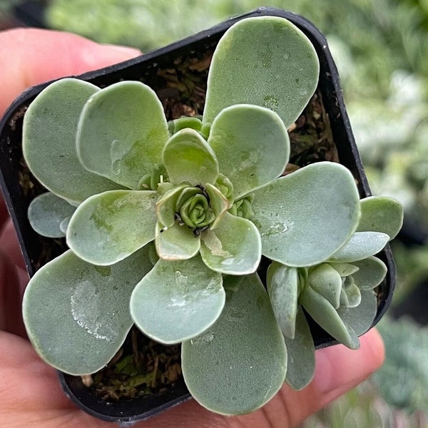 Mountain Rose Succulent - Etsy