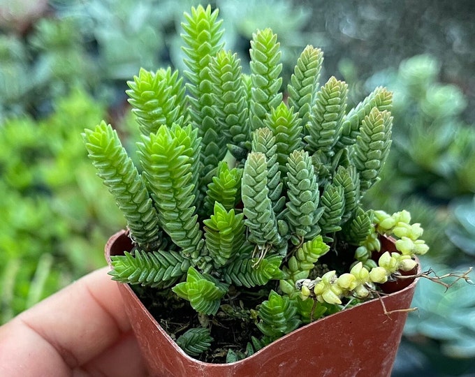 Crassula Muscosa Watch Chain Succulents Plants - 2 Inch Pot - Etsy