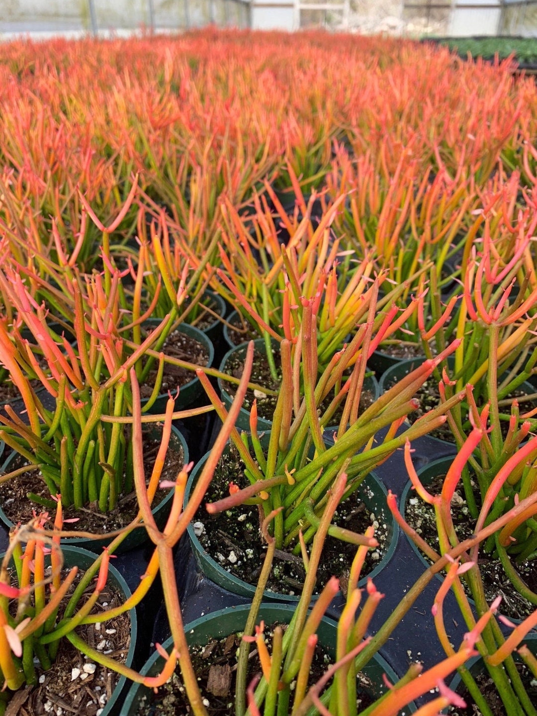 Euphorbia Tirucalli Fire Sticks Succulent Plant - Etsy