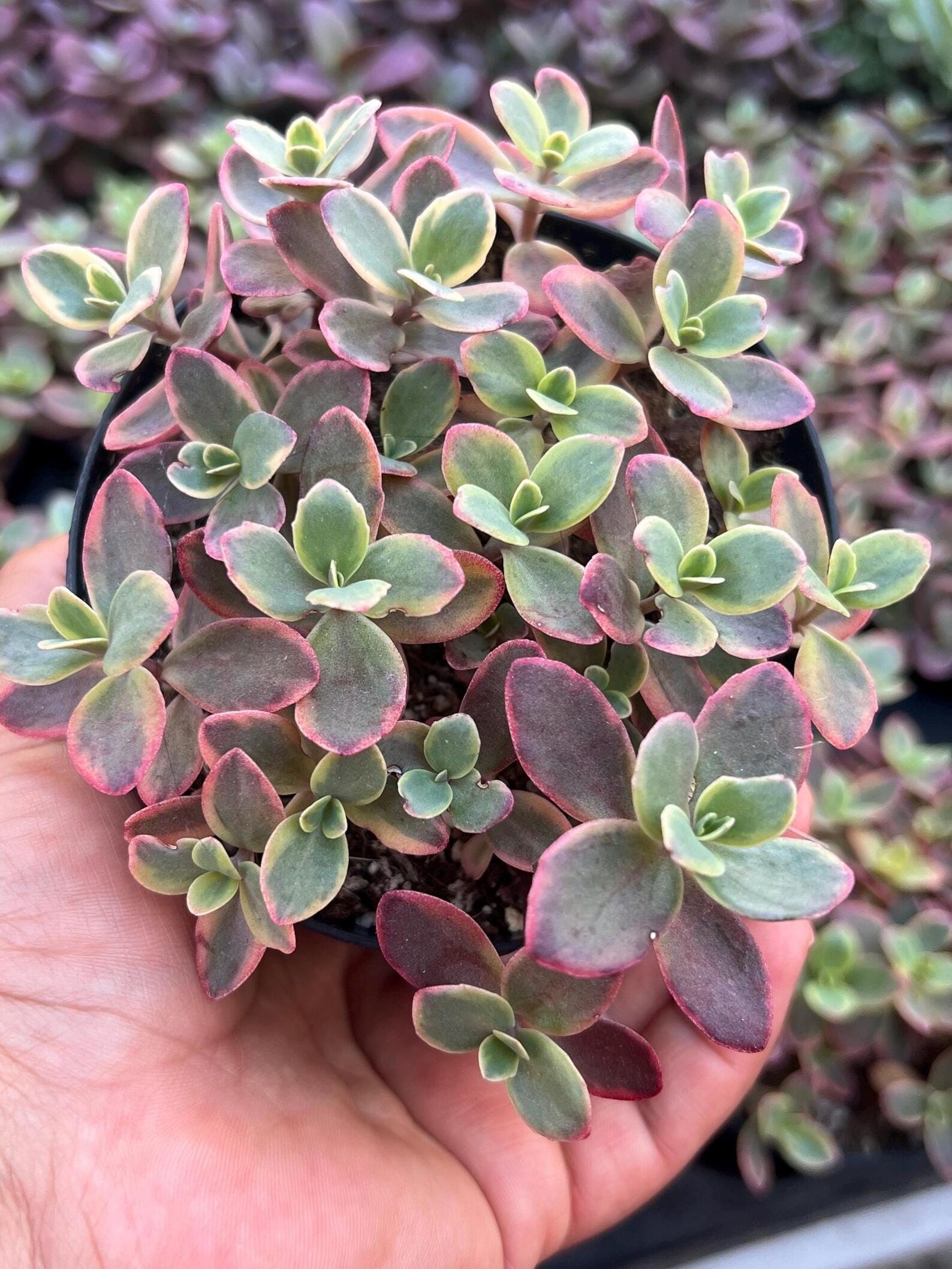 4 Sedum Wildfire - Etsy