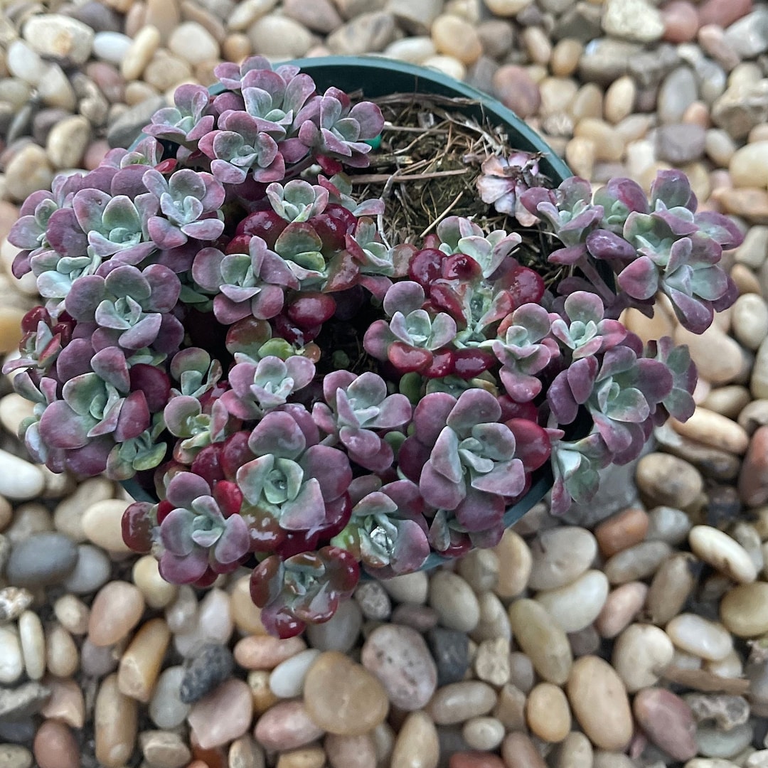 Purple Sedum Spathulifolium Carnea / Cold Frost Hardy Succulent 2 and 4 ...