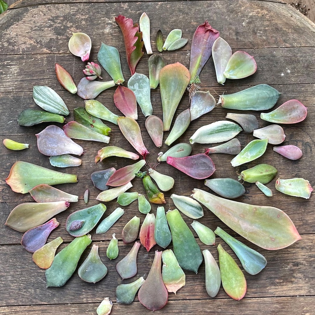 25-30 Assorted Succulent Leaves for Propagating - Etsy