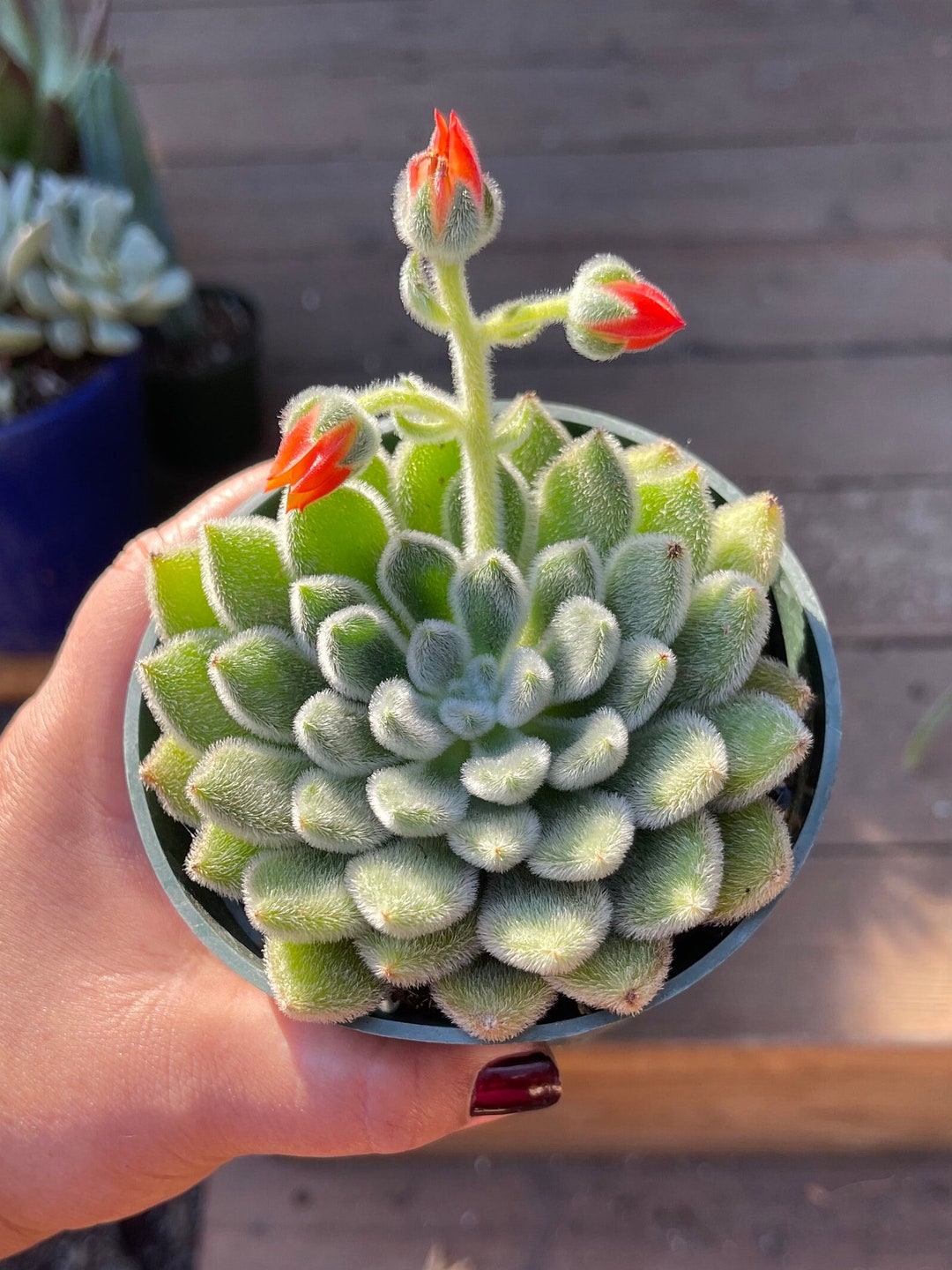 Echeveria Doris Taylor Succulent Plant 4” Pot - Etsy