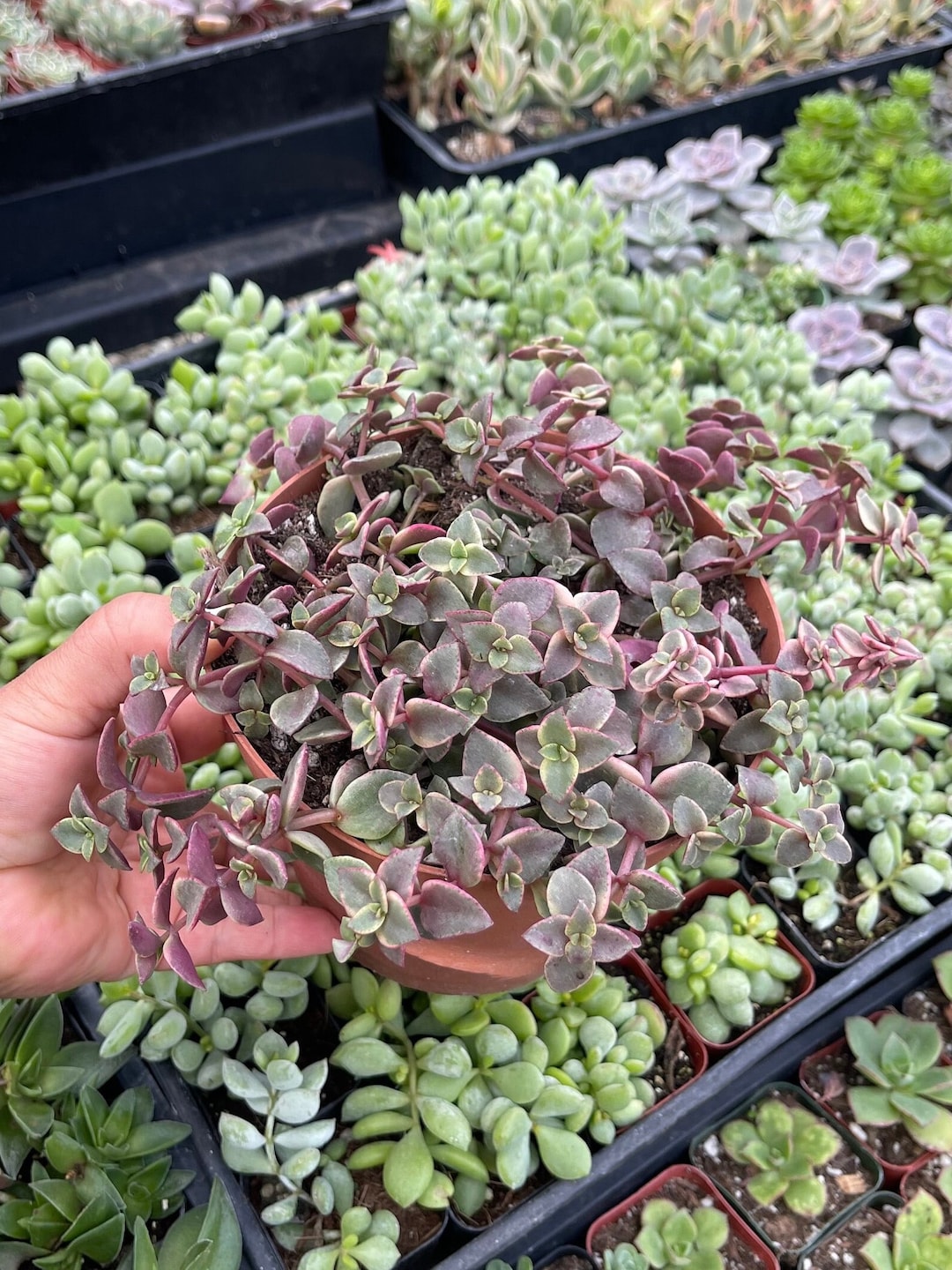 Crassula Pellucida Variegata/ Calico Kitten Succulent Plant - Etsy