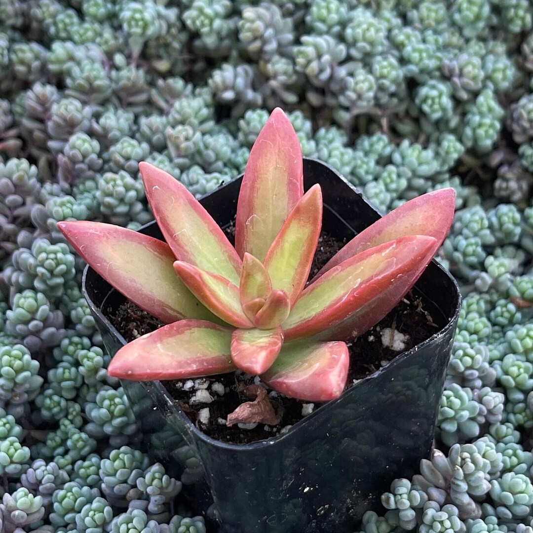 Sedum Nussbaumerianum 'coppertone' Stonecrop - Etsy