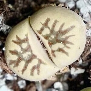 Lithop Variety Pack - Etsy