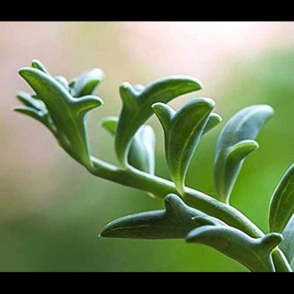 String of Frogs - Etsy