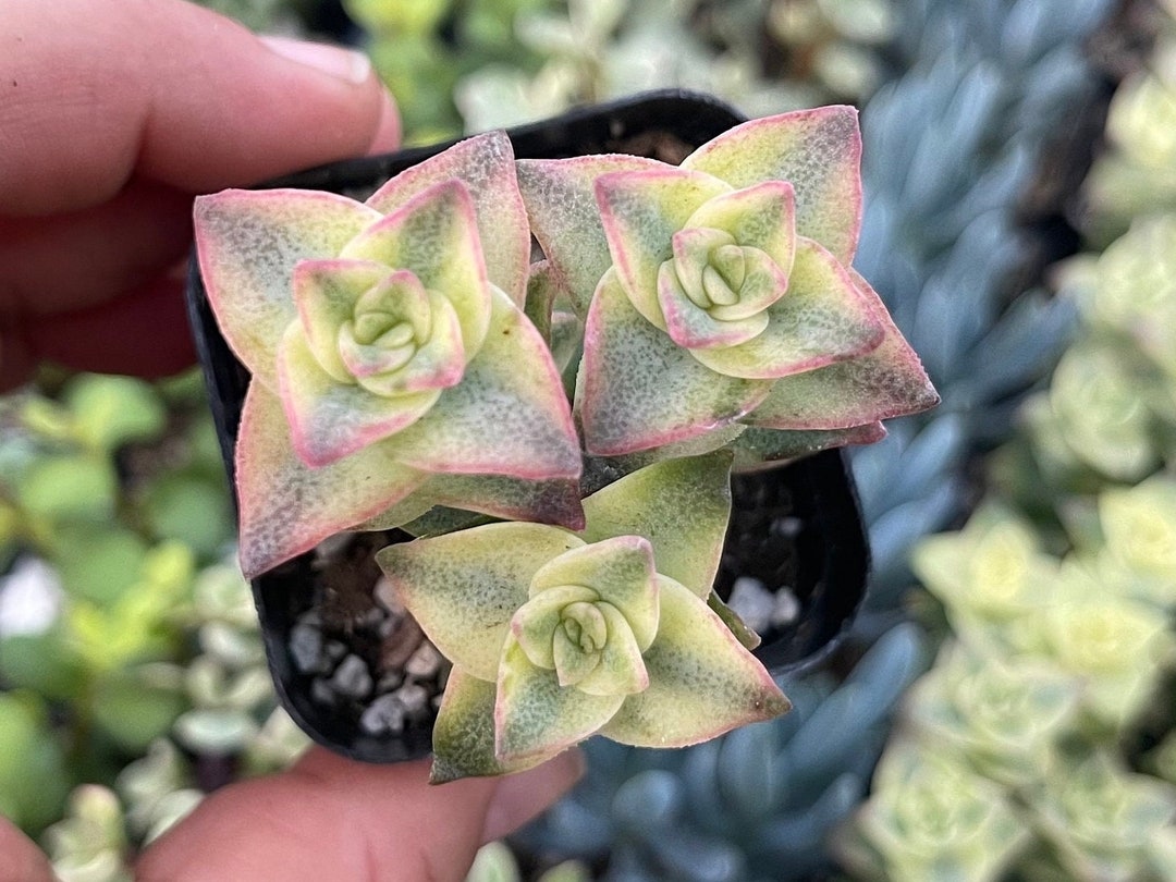 Crassula Perforata Variegated String of Buttons Succulent - Etsy