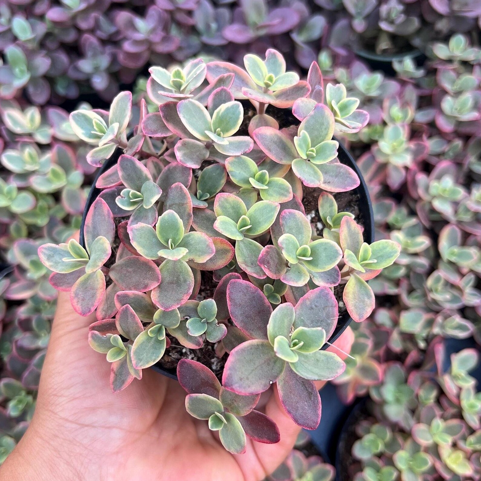 4 Sedum Wildfire - Etsy