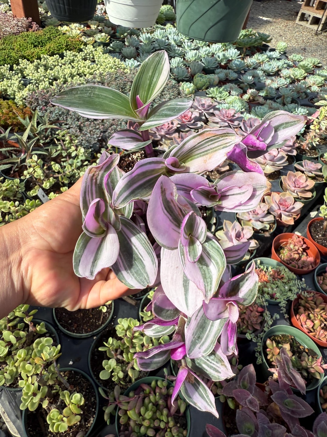 Rare Tradescantia Nanouk Lilac Plant - - Etsy
