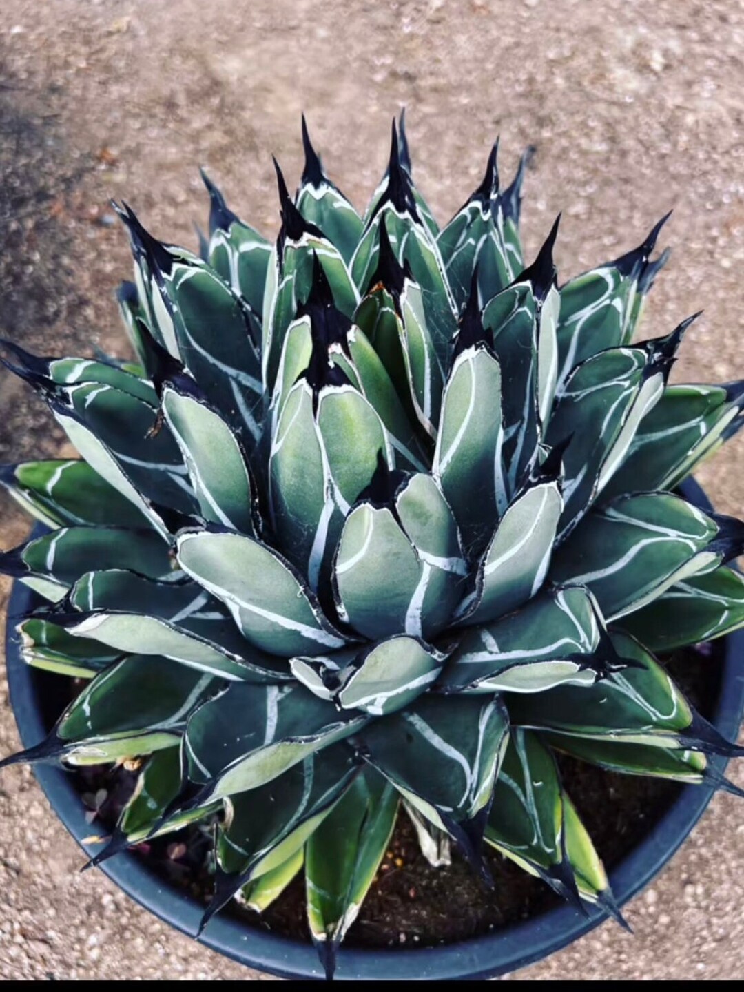4 Agave Potatorum Verschaffeltii - Etsy